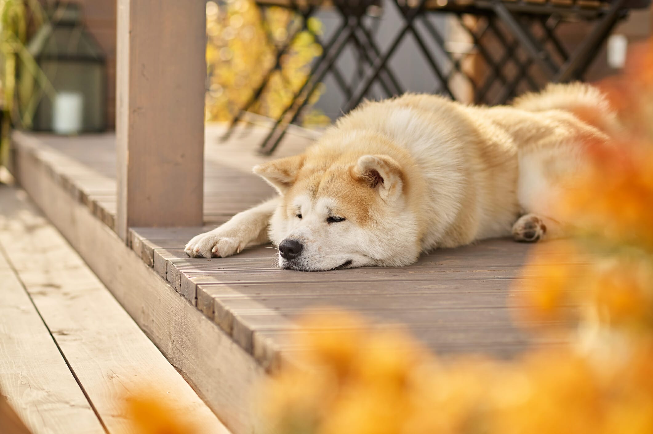 Best Porch Potty For Dogs: 5 Best Options In 2025