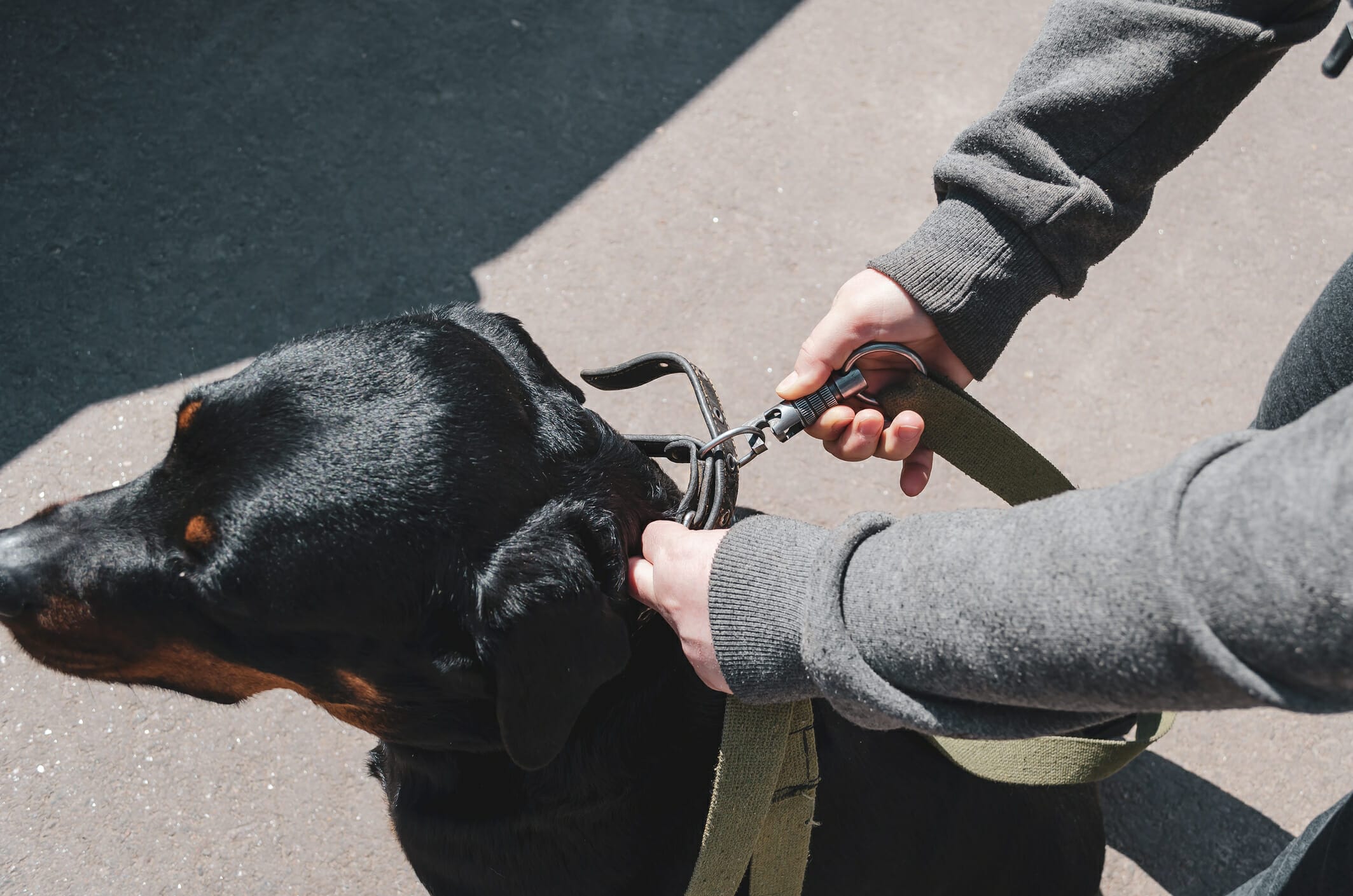 Best Clasp For Dog Leash: 4 Top Picks In 2025