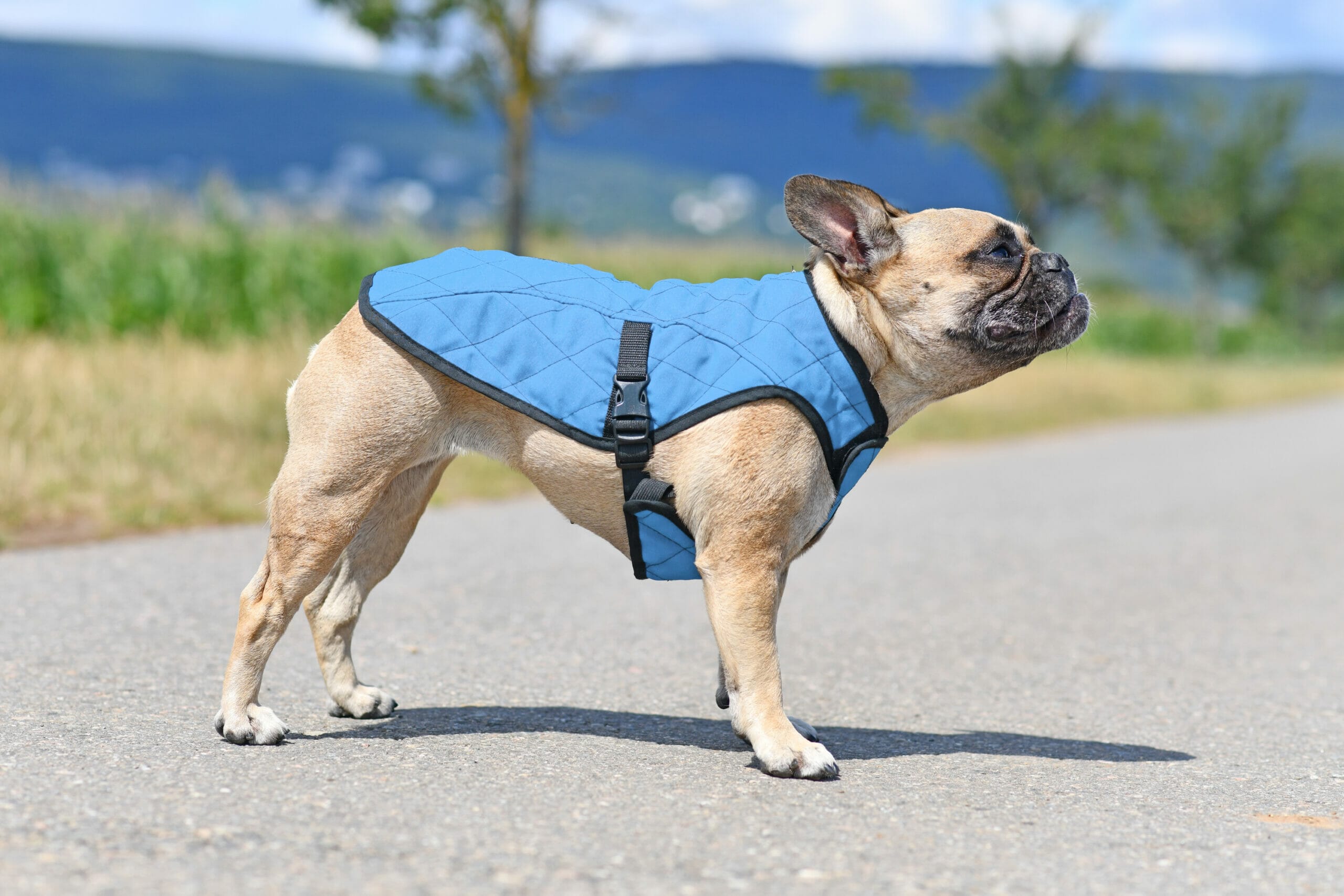 Your Pups's Best Defense: The Top 5 Hawk Vests For Dogs