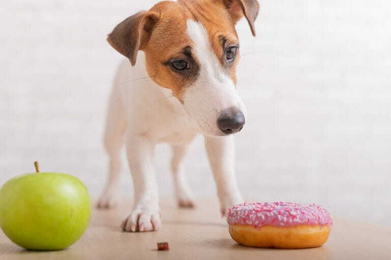 How To Fatten Up Your Dog With Homemade Weight Gainers (A Vet's Guide)