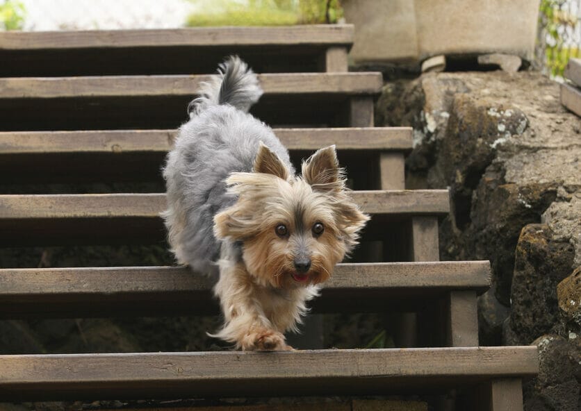6 Best Outdoor Stair Treads For Dogs In 2025 (No More Slipping!)